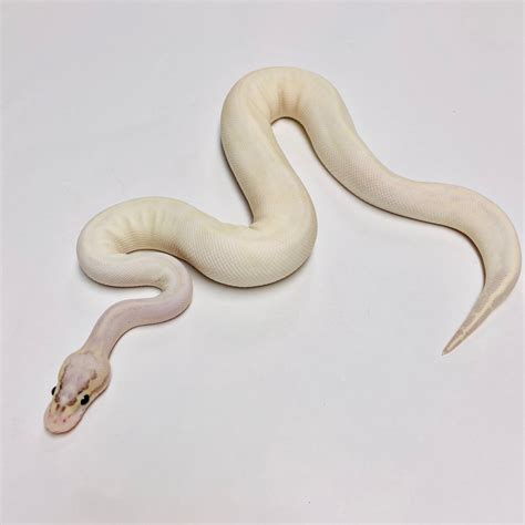 Pastel Ivory Ball Python Female 2022f02 By Bhb Reptiles Morphmarket