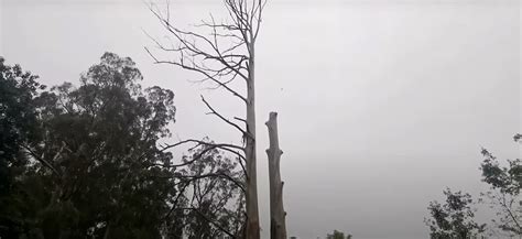 Tree Removal Cost Specifier Australia