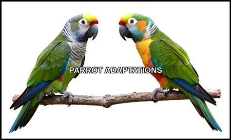 Parrot Adaptations How They Survive And Thrive