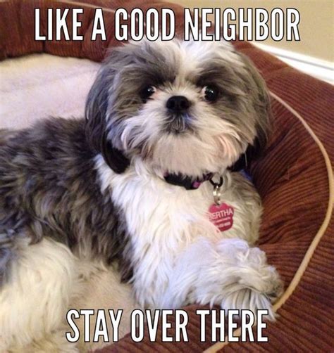 18 Best Shih Tzu Memes Of All Time Page 2 The Paws Shih Tzu Dog