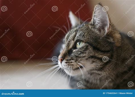 Cute Tabby Cat Profile Portrait Copy Space Stock Photo Image Of Lovable Feline