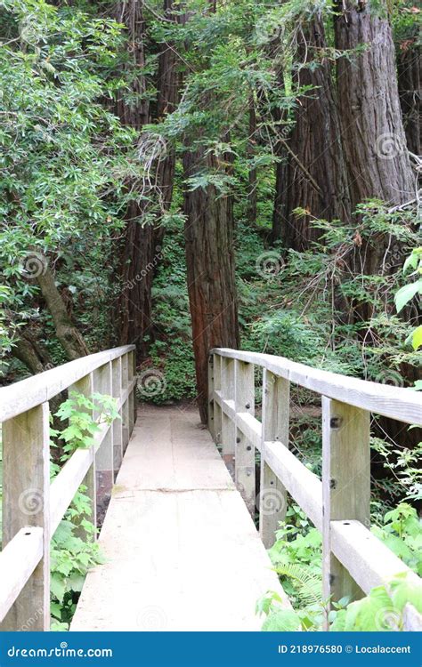 Hiking Bridge Leads Into Dense Redwood Forest At Partington Cove Trail