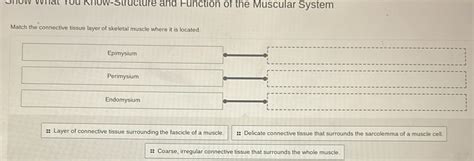 Solved Show What You Know Structure And Function Of The Muscular System Match The Connective