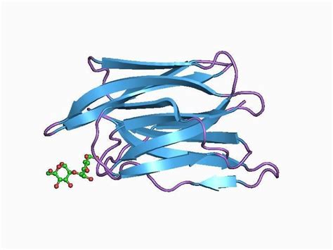 Jacalin Like Lectin Domain Alchetron The Free Social Encyclopedia