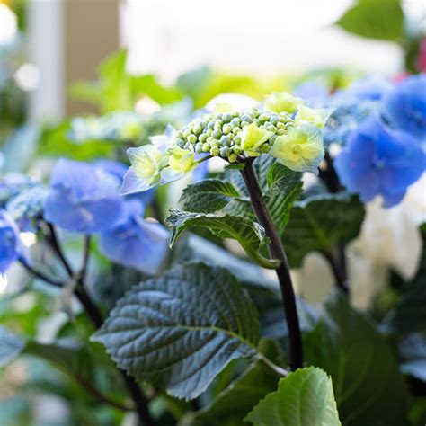 Hydrangea Black Lace Garden Express