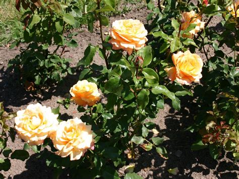 Edelrose 'Adolf Horstmann' - Rosa 'Adolf Horstmann' - Baumschule Horstmann