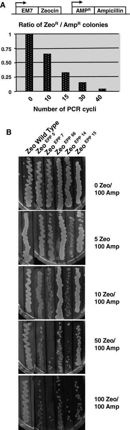 The Error Prone Pcr Epp Strategy To Create High Stringency Zeocin