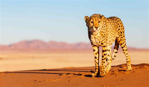 Neu Entdeckte Riesenassel Aus Der Tiefsee übertrifft Geschmack Des Hummers