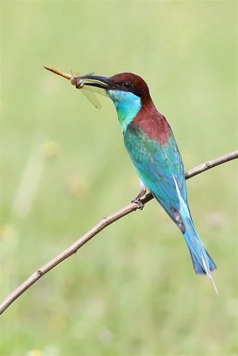 Blue Throated Bee Eater