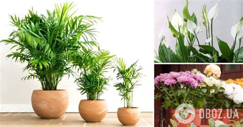 Які кімнатні рослини очищають повітря від токсинів дослідження Nasa Oboz Ua