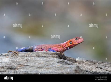 Common Agama Red Headed Rock Agama Or Rainbow Agama Agama Agama On