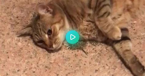 Catnip Time First Time User Album On Imgur