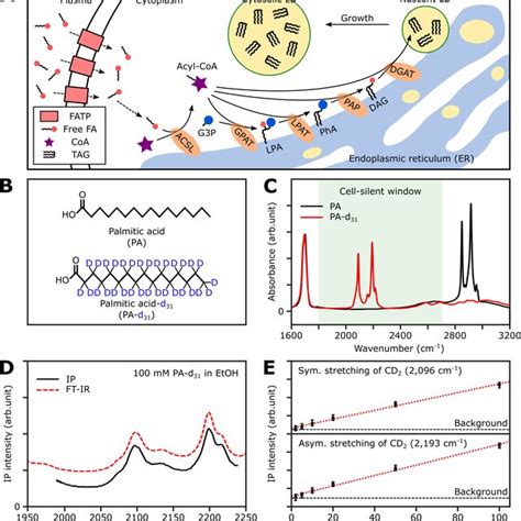 Real Time Monitoring Of Neutral Lipid Synthesis In Living U2os Cells