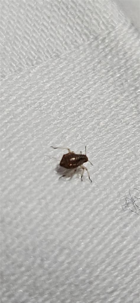 Is This A Bedbug Rbedbugs