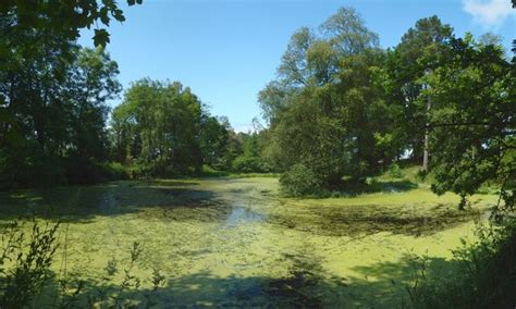 Pond In Kilmahew Estate © Lairich Rig Cc By Sa 2 0 Geograph Britain
