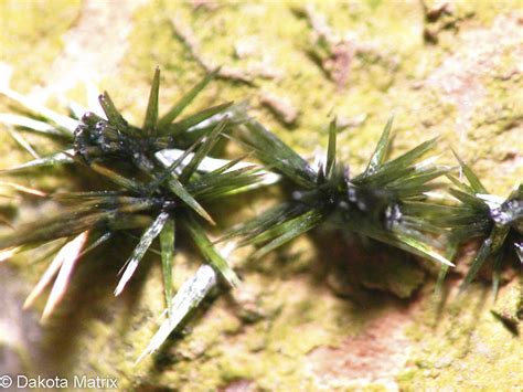Olivenite Mineral Specimen For Sale