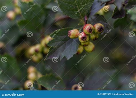 Yellow Red Unripe Hawthorn Berries Branches With Bunches Among Green