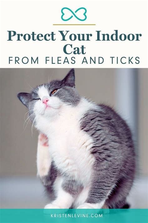 The Best Ways To Get Rid Of Fleas On Your Cat And In Your House Artofit