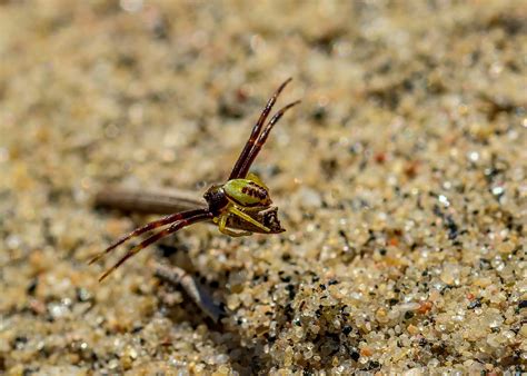 Dune Spider 1 Kanata Seniors Centre Camera Club