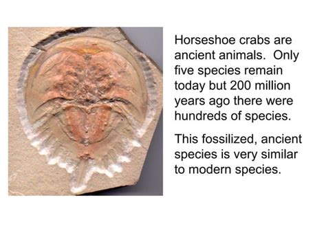 Class Merostomata Notes Ppt