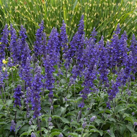 Salvia Mystic Spires 6 X 6cm — Plants2gardens