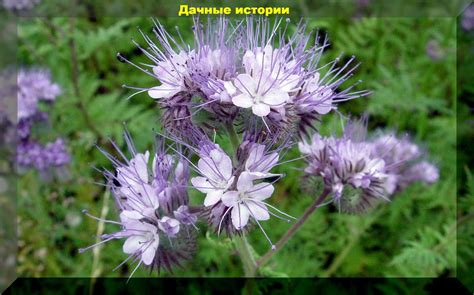 Фацелия в ландшафтном дизайне (101 фото) - 101 фото