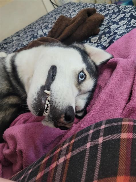 Teefs And Side Eye Scrolller