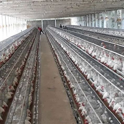 Poultry Farm Projects In Panchkula Id 23259916112