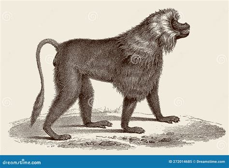 Walking Male Theropithecus Gelada Stock Image Image Of Adult Male