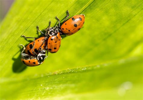 Premium Photo A Group Of Ladybugs Are Mating On A Leaf