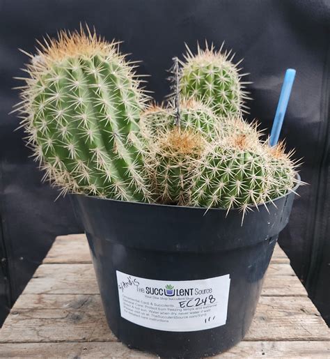 San Pedro Cactus For Sale Trichocereus Ec248 Exact Trichocereus