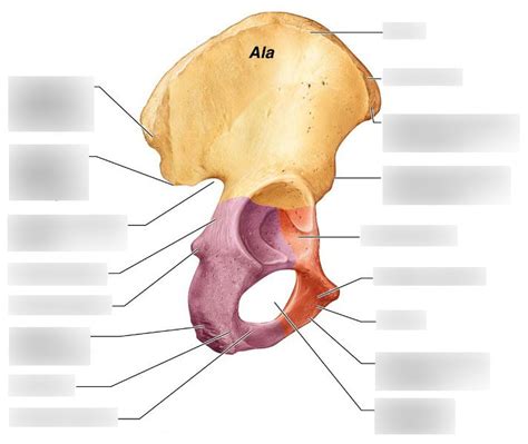 Anatomy And Physiology Right Coxal Bone Diagram Quizlet