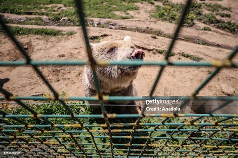 A Bear Waking Up From Hibernation Is Seen At The Ovakorusu Celal News Photo Getty Images