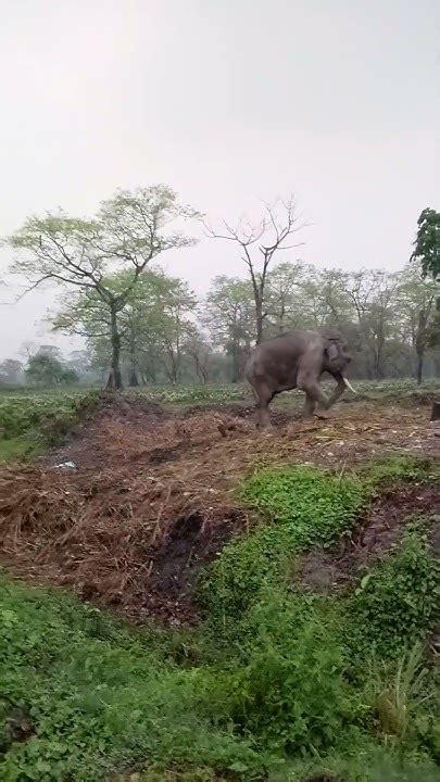 Jolda Para Forest Youtube