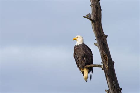 Chilkat Bald Eagle Preserve — Nicolas Dory Photography