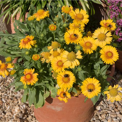 Potting Perennials How To Create Superb Containers That Final Home Garden Trends