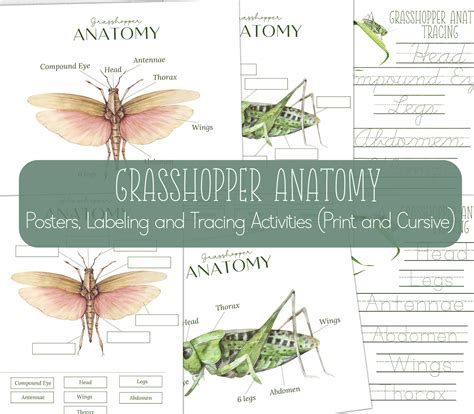 Grasshopper Unit Study Life Cycle Anatomy Nature Study Etsy