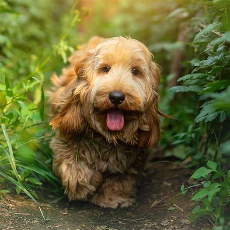 Cockapoo Geschichte Wesen And Charakter Passion Hund