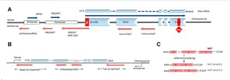 Figure 1 From Natural Antisense Transcripts As Drug Targets Semantic Scholar