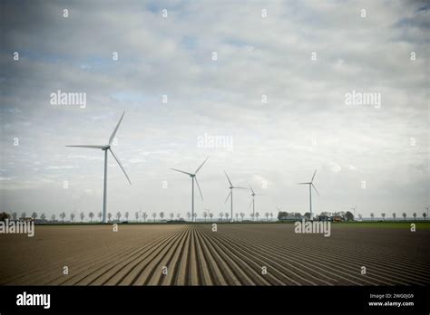 Rows Of Planted Potatoes And Wind Turbines In Flevoland The