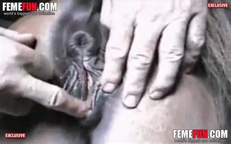 Hot Video With A Man Getting Fucked By Horse In Insane Zoophilia Scenes