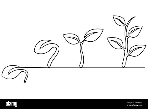 Continuous Single Line Art Drawing Of Plant Growth Processing From Seed Outline Vector Stock