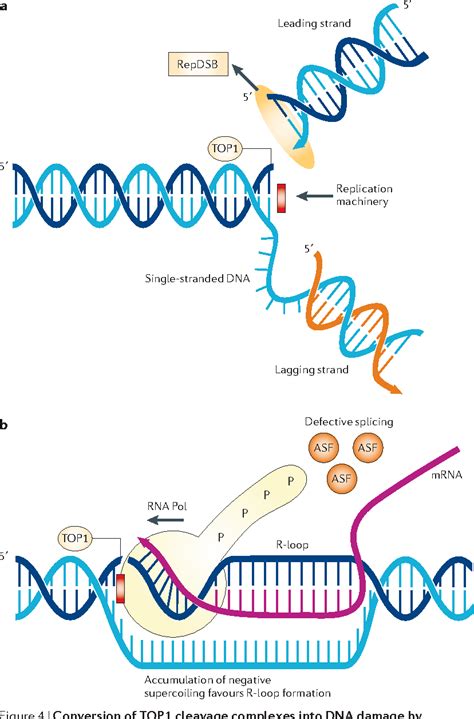 Topoisomerase Ii Semantic Scholar