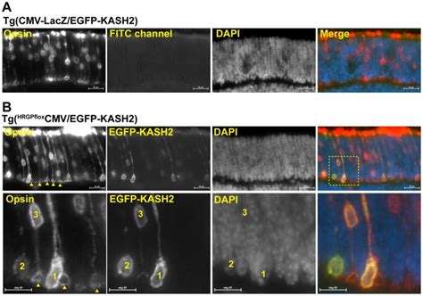 A Cone Opsin Staining Of P8 Tgcmv Laczegfp Kash2 Retinas Note The
