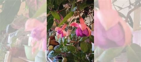 Фуксия купить в Москве | Товары для дома и дачи | Авито