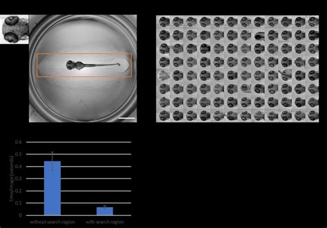 Single Template Matching For Head Region Detection In Zebrafish Larvae