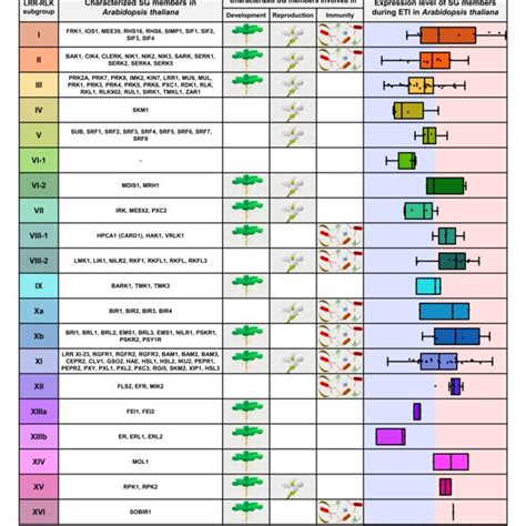 Table Representing The Characterized Subgroup Members In Arabidopsis Download Table
