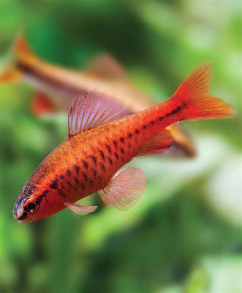 Cherry Barb