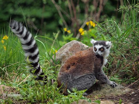 Ring Tailed Lemur Photos Ring Tailed Lemur Images Nature Wildlife