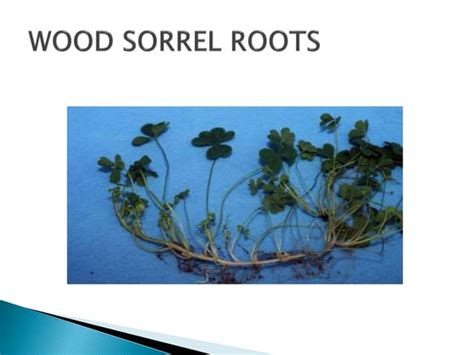 Root Characteristics Types Structure And Functions Pptx